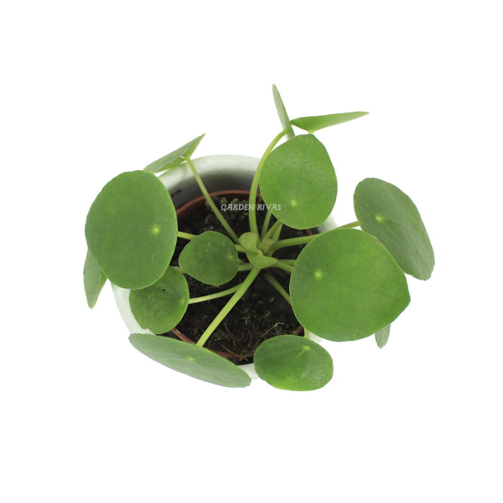 Pilea peperomioides Mini | Garden Rivas