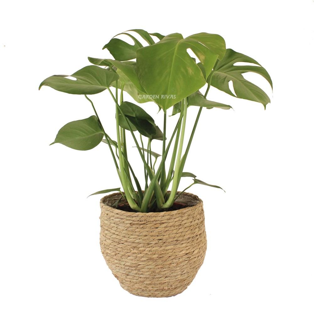 Monstera deliciosa "Costilla de Adán", 21 Ø | Garden Rivas
