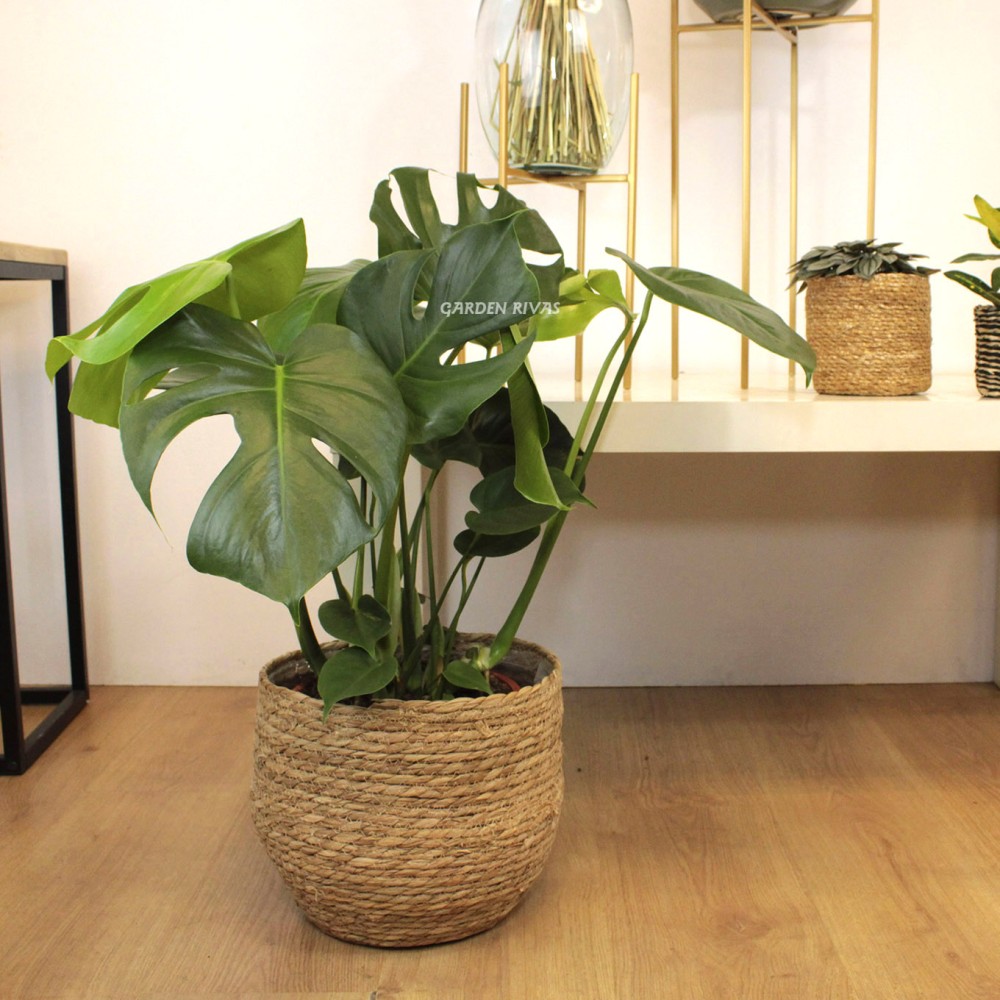 Monstera deliciosa "Costilla de Adán", 21 Ø | Garden Rivas