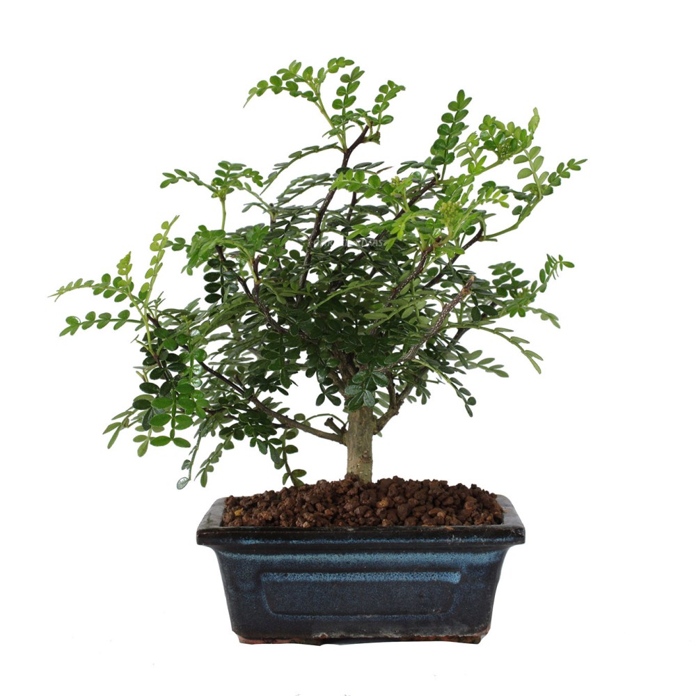 ZANTHOXYLUM PIPERITUM, 5 AÑOS. Bonsái de interior | Garden Rivas