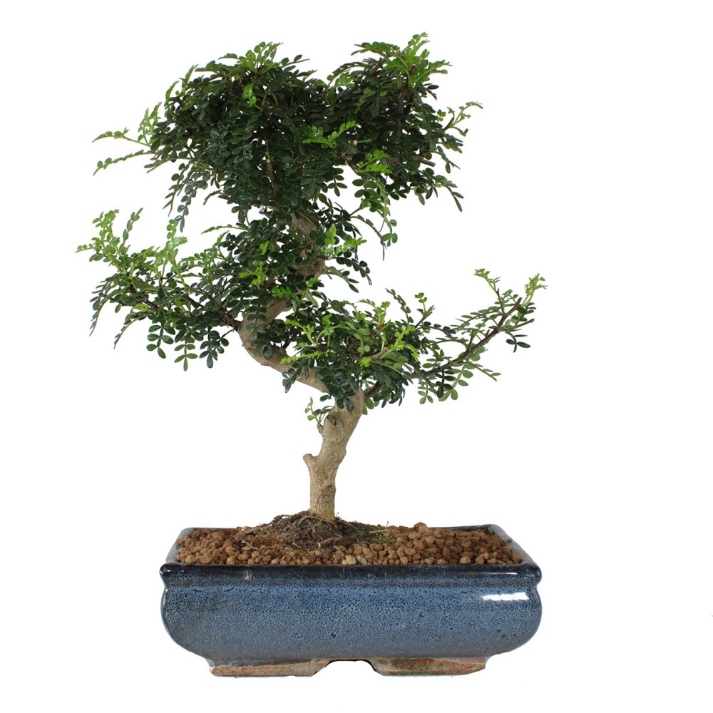 ZANTHOXYLUM PIPERITUM, 10 AÑOS. Bonsái de interior | Garden Rivas