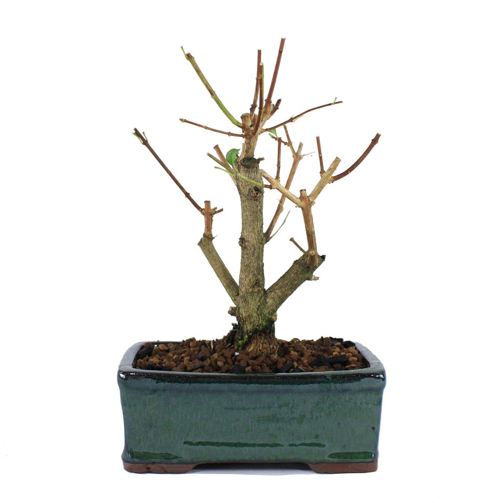 PREMNA JAPÓNICA NIOI. Bonsái de arce | Garden Rivas