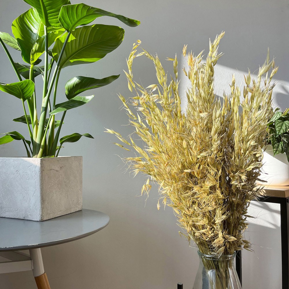 Espiga de avena, 80cm. | Garden Rivas