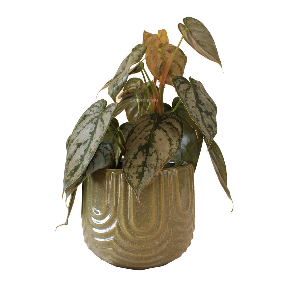 Philodendron Brandtianum, 14cm Ø | Garden Rivas