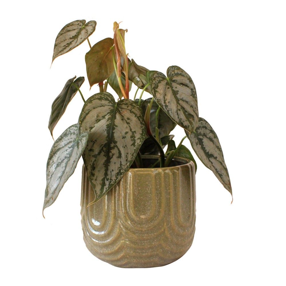 Philodendron Brandtianum, 14cm Ø | Garden Rivas