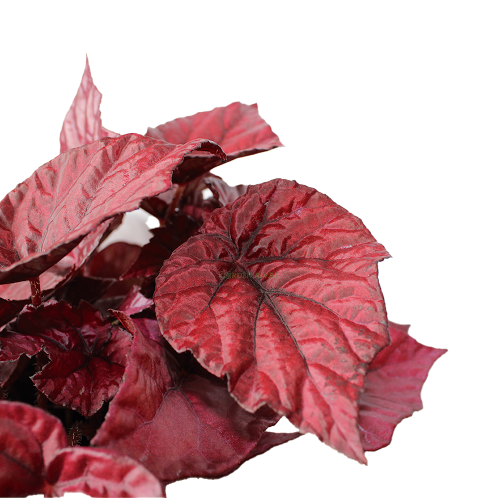Begonia Inca Flame, envío gratuito | Garden Rivas